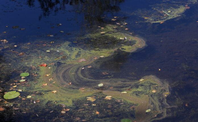 Vervuild water gesignaleerd in Burum - BootAanBoot.nl
