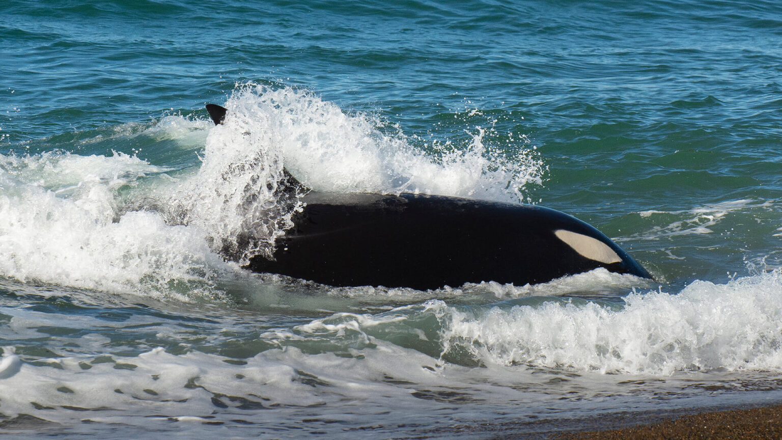 Aangespoelde orka overleden op strand België - BootAanBoot.nl