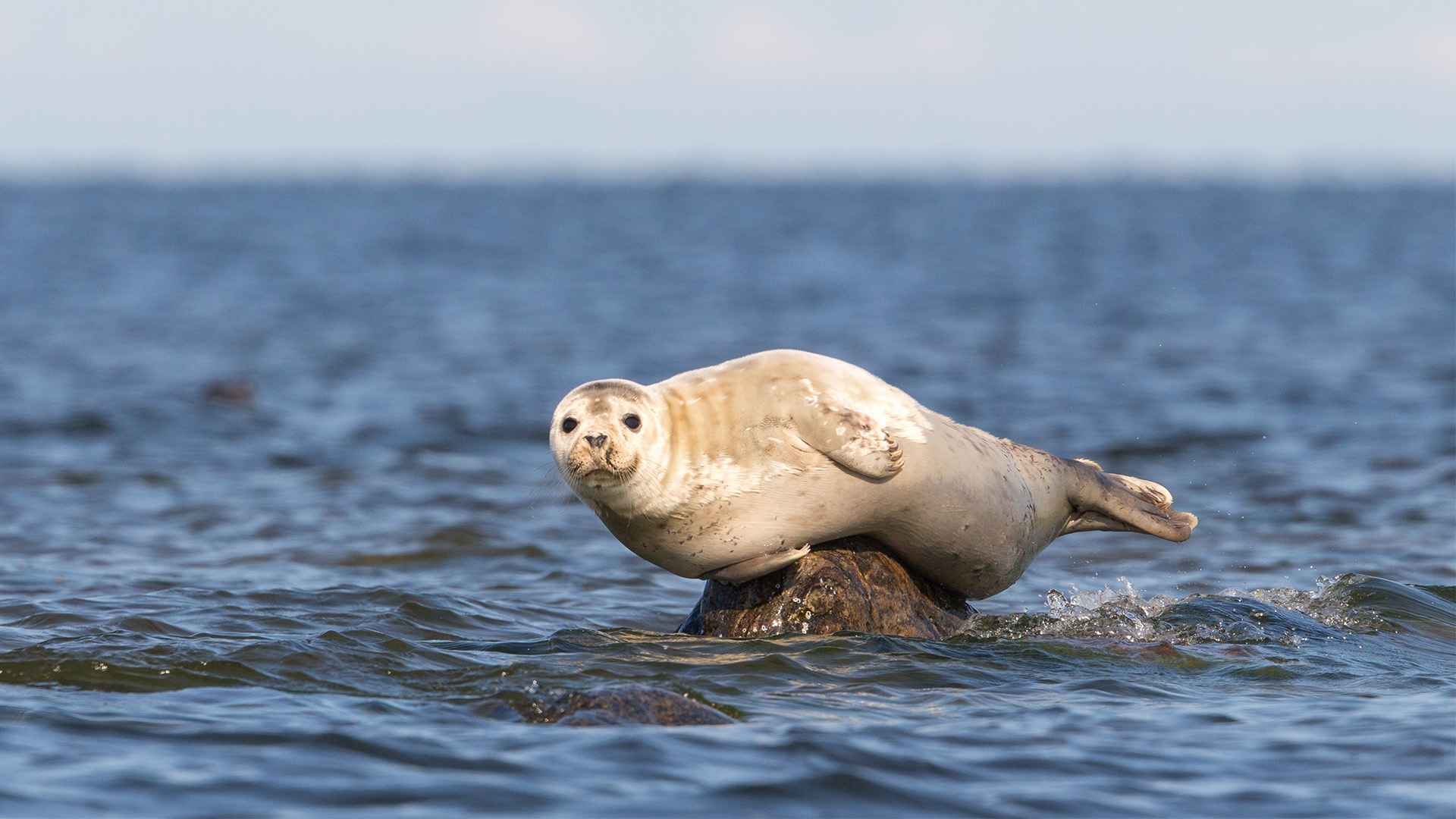 Zeehond gespot in het Markermeer - BootAanBoot.nl